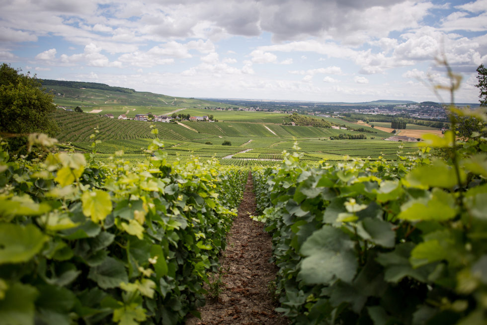 Jean-Noël Haton | French Libation